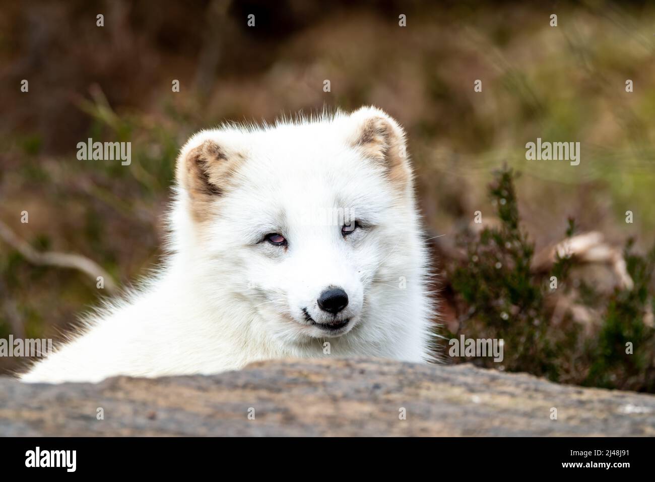 White arctic fox resting in the wilderness Stock Photo - Alamy