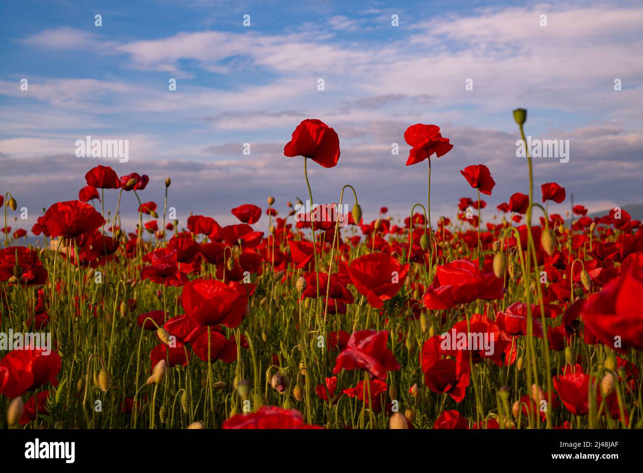 Red poppies. Australia New Zealand Army Corps. Red poppy flowerrs and ...