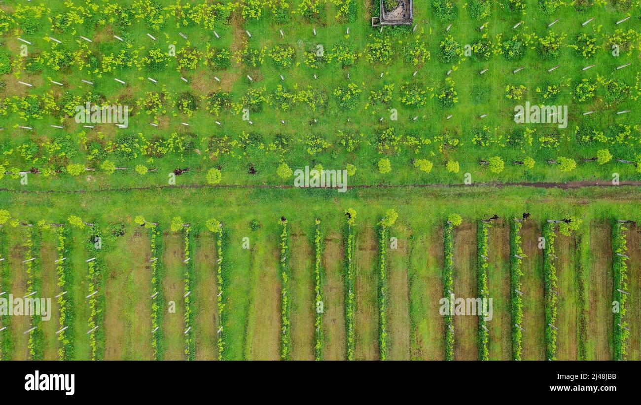 Aerial top down view of vineyards in Pemuteran, Bali. Top down close ...