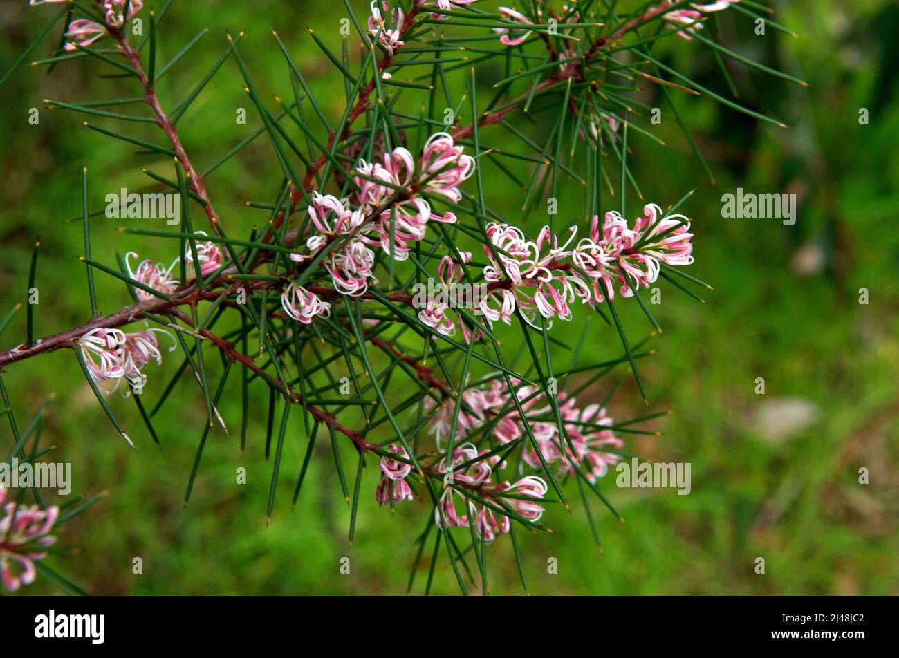 Bushy needlewood hi-res stock photography and images - Alamy