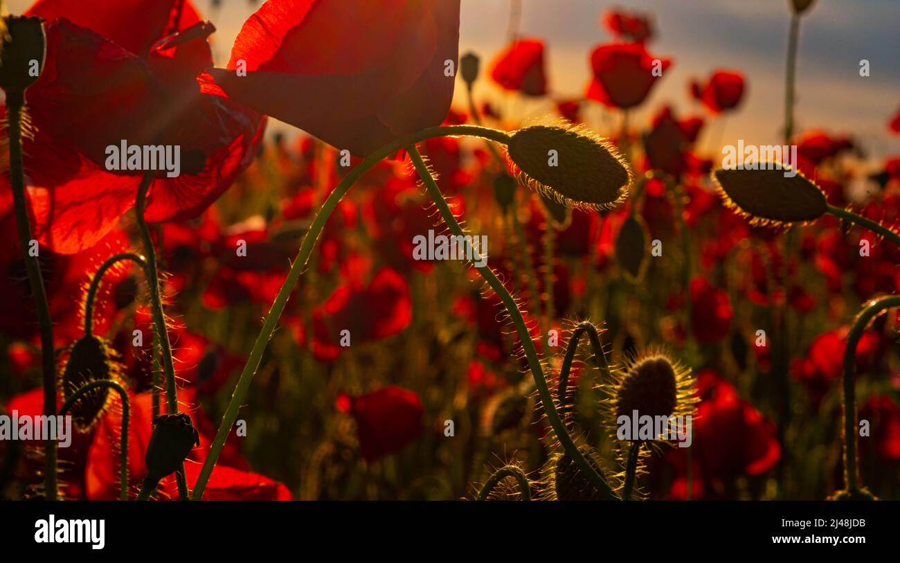 Red poppies. Anzac Dat. Remembrance day. Red poppy flower posters ...