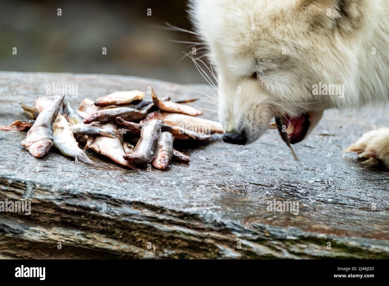 White arctic fox eating fish from a stone Stock Photo - Alamy