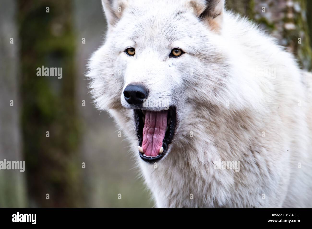 White wolve pack hi-res stock photography and images - Alamy