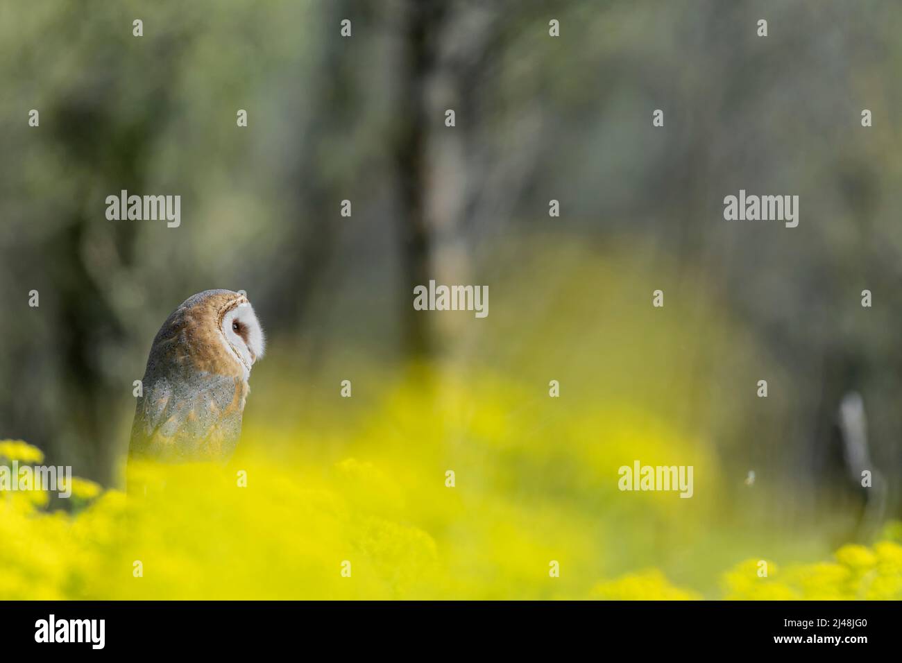 Barn owl in spring hi-res stock photography and images - Alamy