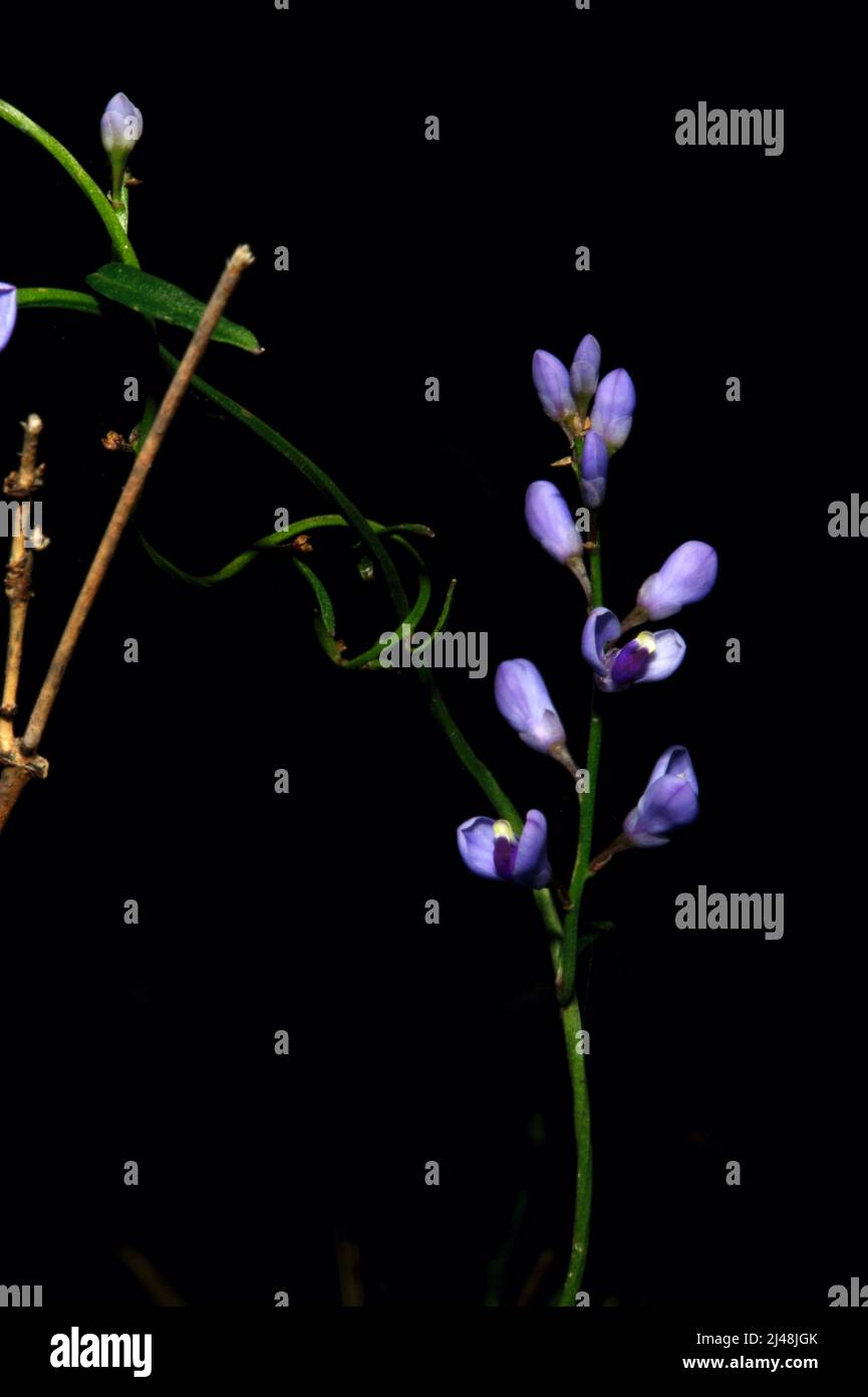 Love Creeper (Comesperma Volubile) twines itself around branches and ...
