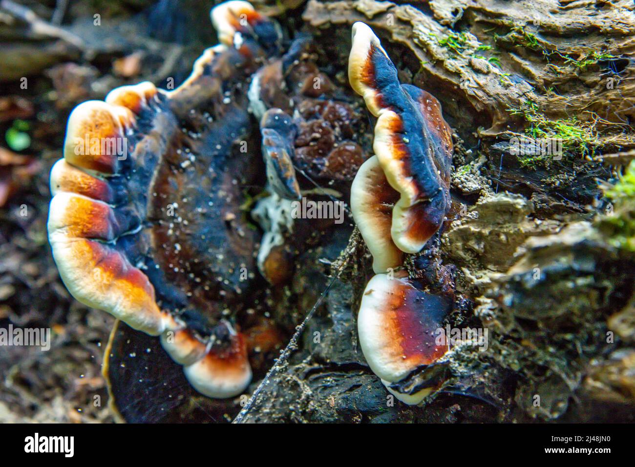 Inonotus radiatus fungus, mushroom on the tree Stock Photo - Alamy