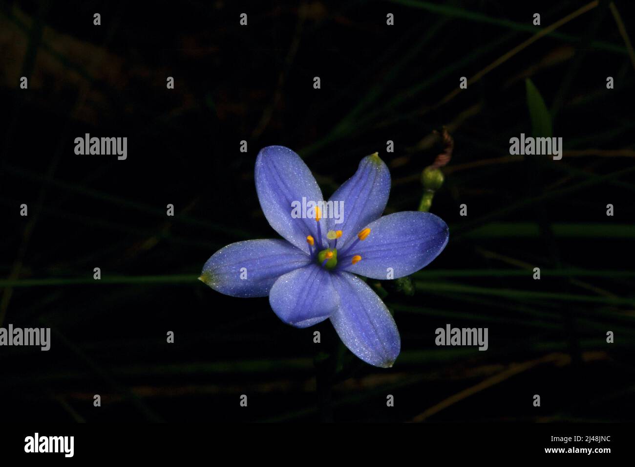 A solitary pale Blue Star (Chamaescilla Corymbosa) lights up the ...
