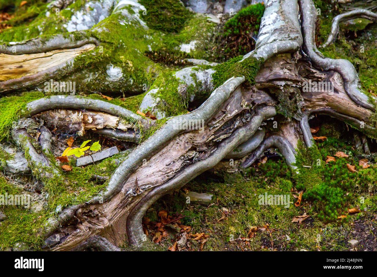 Root nature forest growth detail hi-res stock photography and images ...