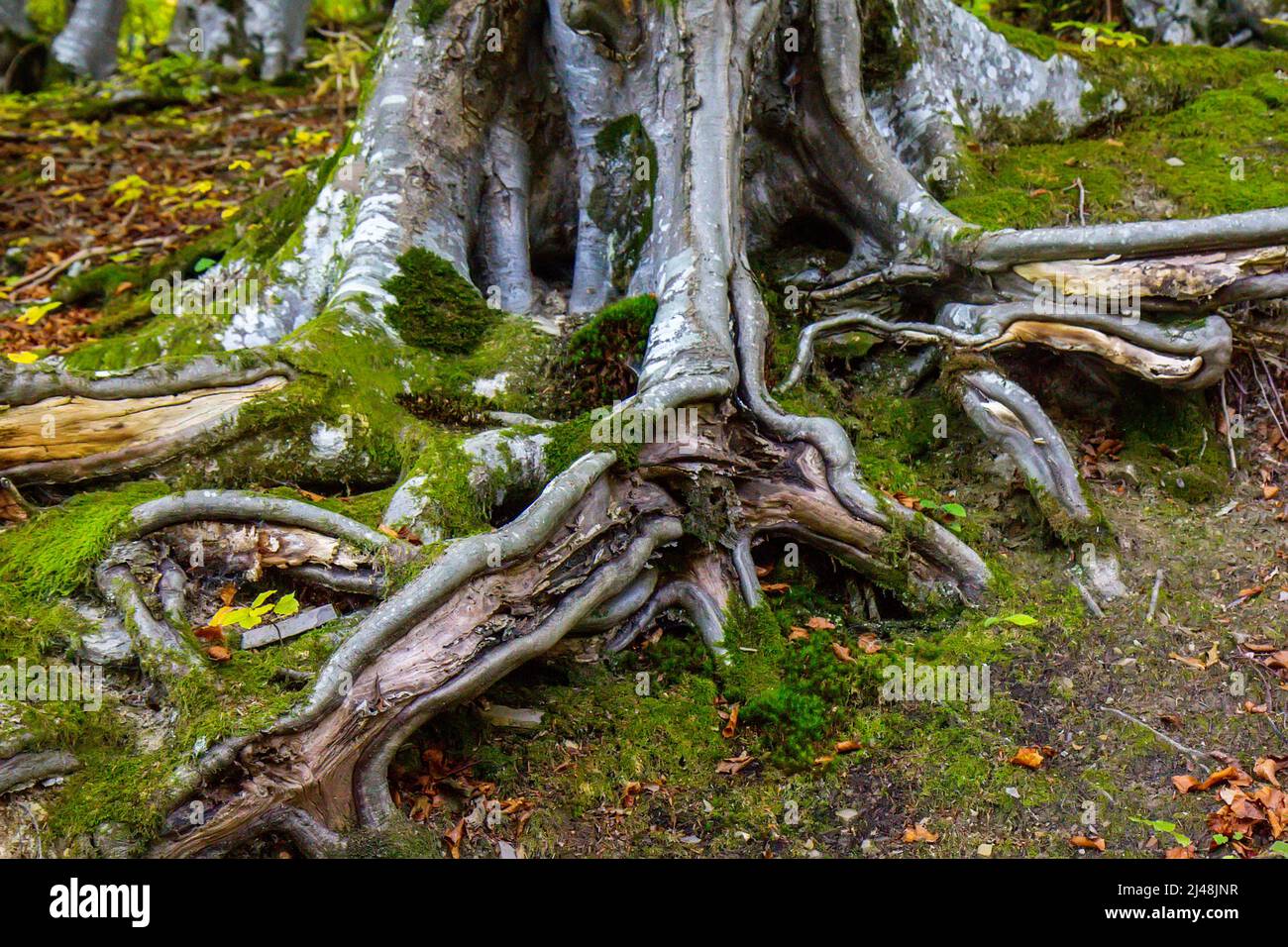 Big tree root in the forest in the autumn Stock Photo - Alamy