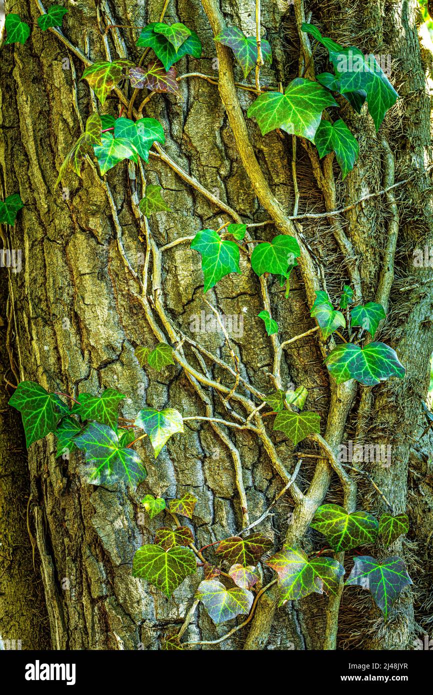 Ivy roots embrace an ivy-covered trunk. Abruzzo, Italy, Europe Stock ...