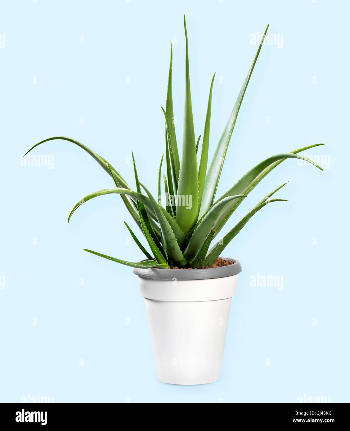 Green plant Aloe vera growing in pot placed against light blue ...