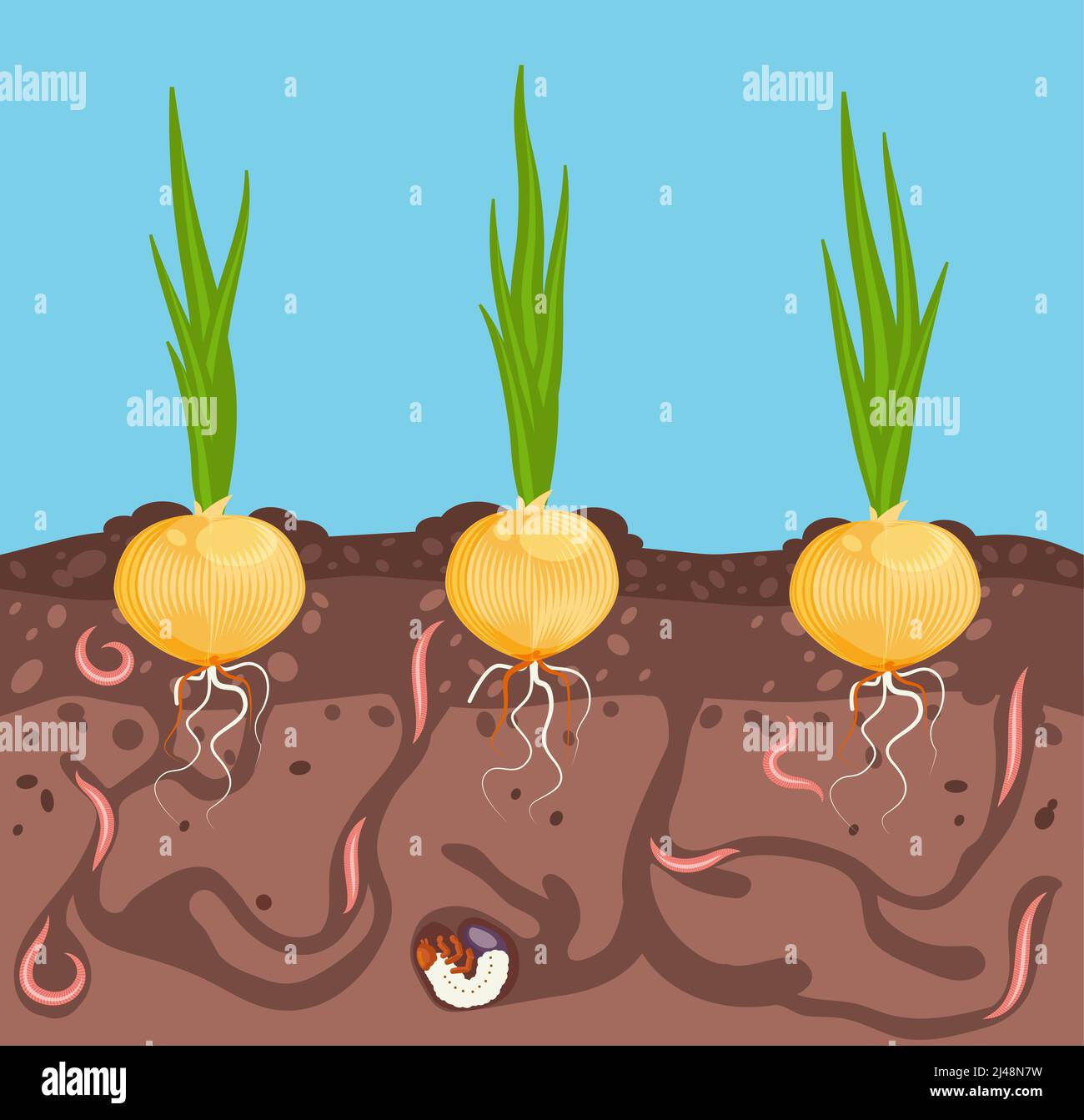 Vegetables growing in the ground. Onion in bed underground. Worms are ...