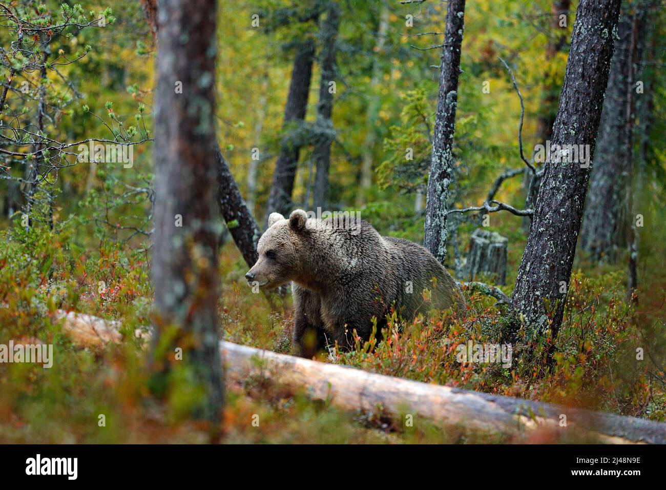 Bear hidden in yellow forest. Autumn trees with bear. Beautiful brown ...