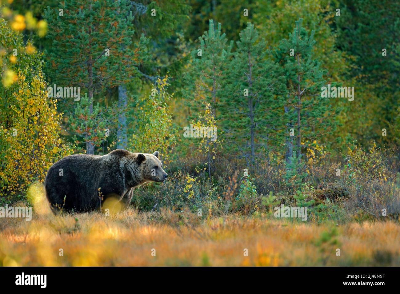 Bear hidden in yellow forest. Autumn trees with bear. Beautiful brown ...