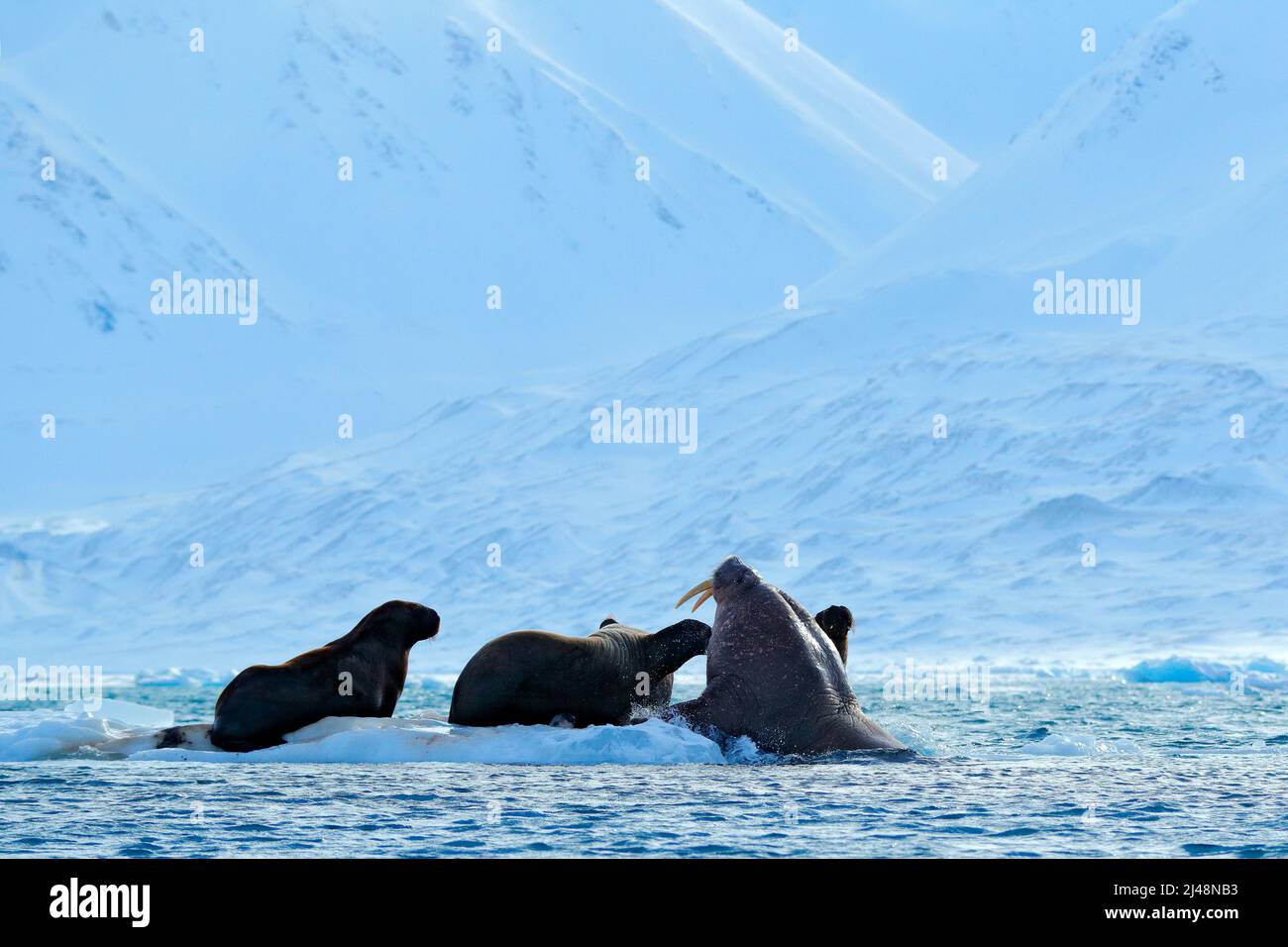 Family on cold ice. Walrus, Odobenus rosmarus, stick out from blue ...