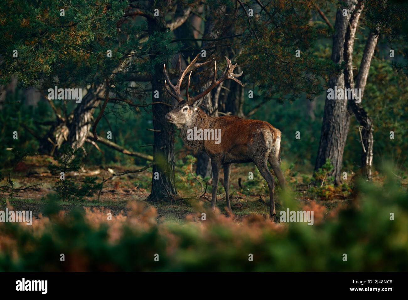 Red deer rut season slovakia hi-res stock photography and images - Alamy