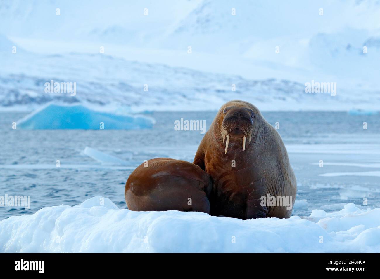 Young walrus with female. Winter Arctic landscape with big animal ...