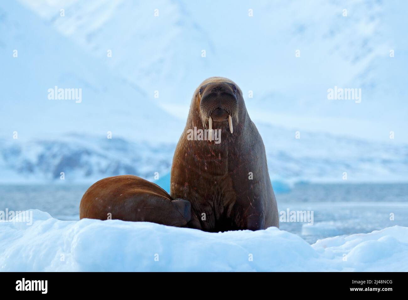 Walrus, Odobenus rosmarus, stick out from blue water on white ice with ...