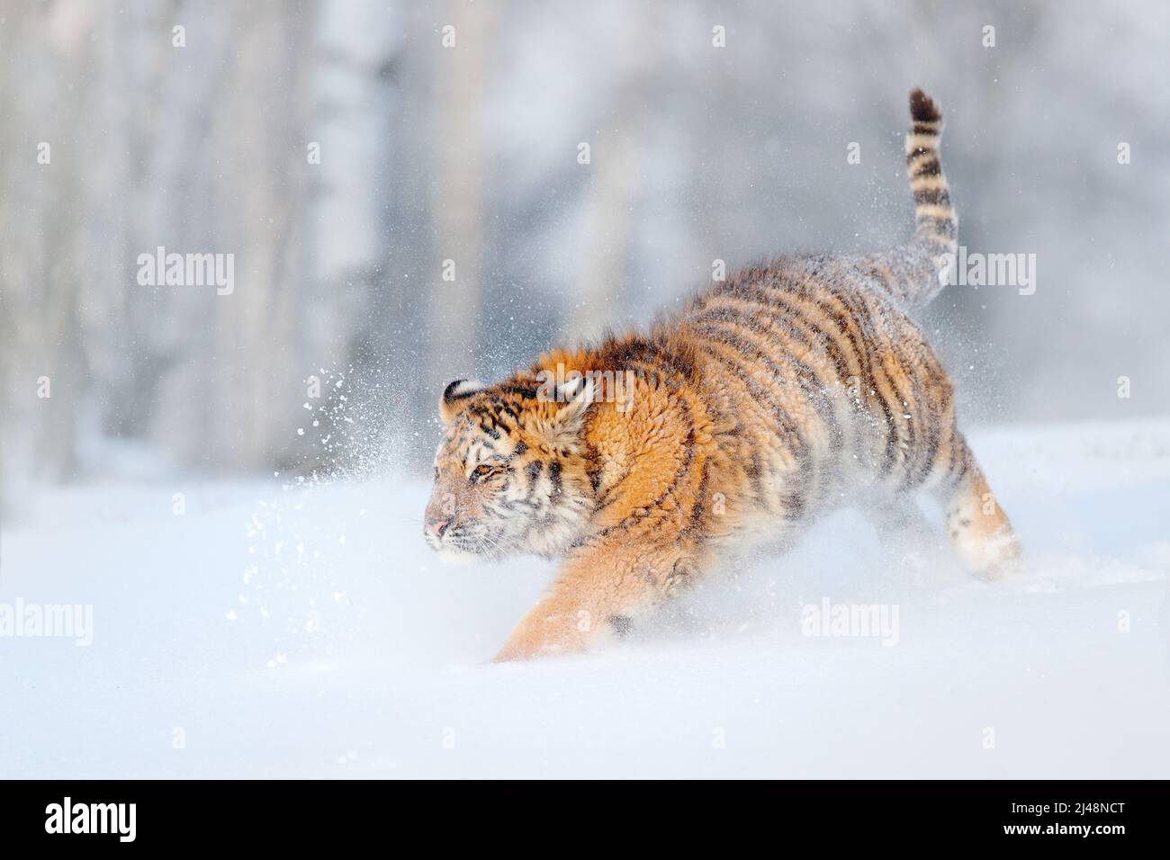 Amur tiger running in the snow. Action wildlife scene, danger animal ...