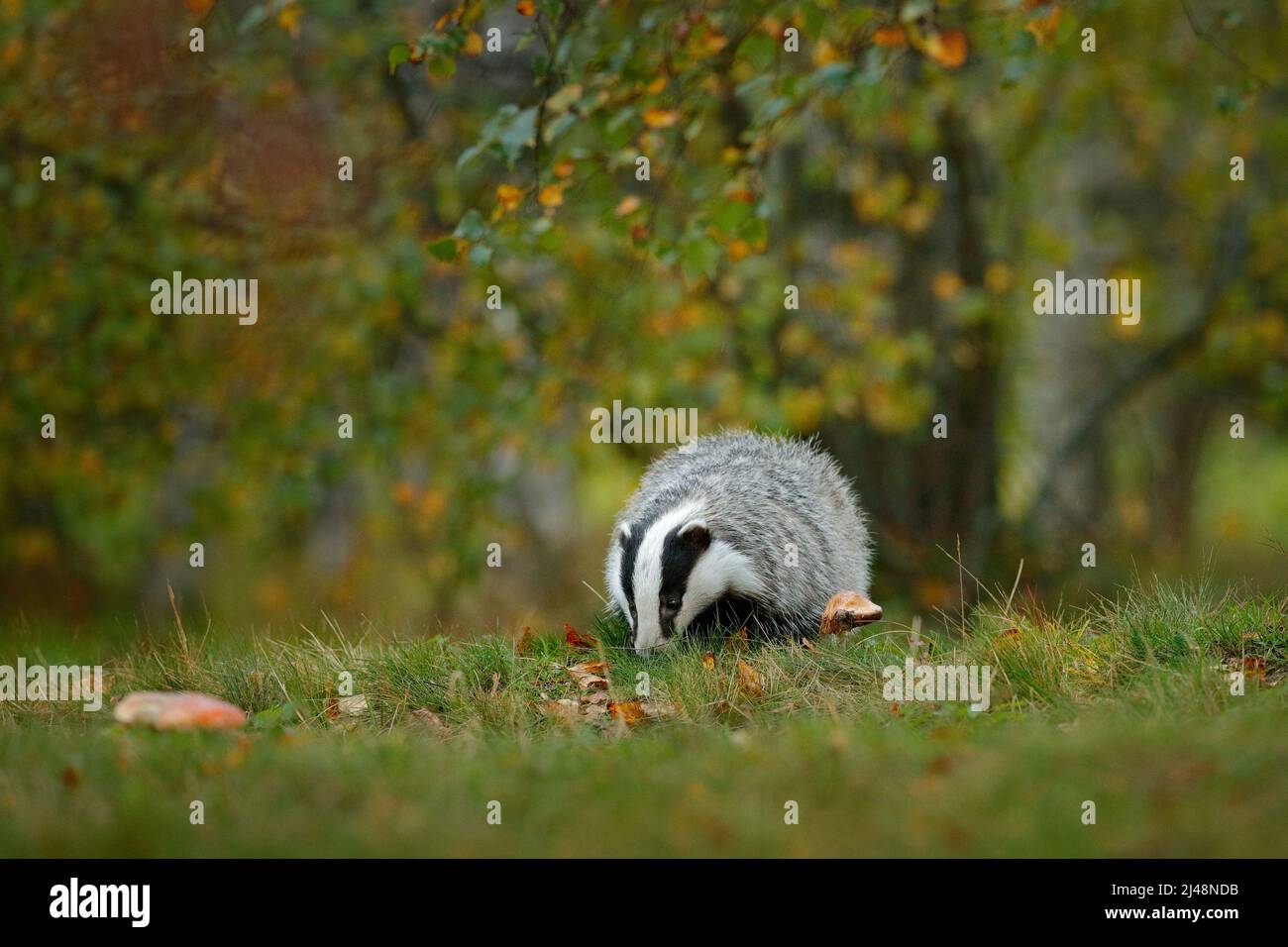 Badger in forest, animal nature habitat, Germany, Europe. Wildlife ...