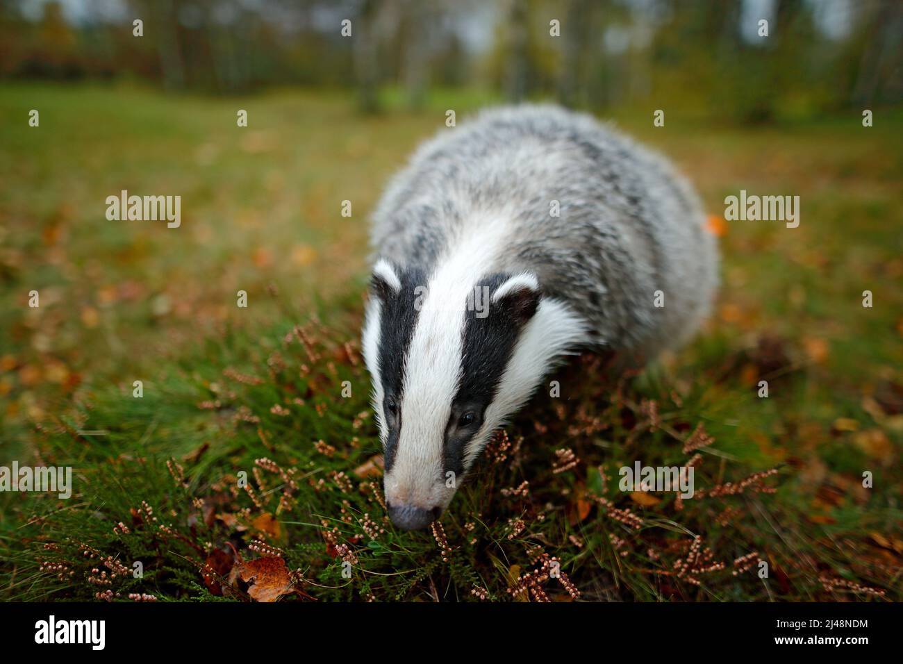 Badger in forest, animal nature habitat, Germany, Europe. Wildlife ...