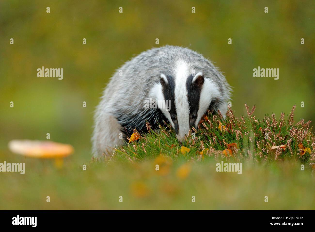 Ha ha animal uk hi-res stock photography and images - Alamy