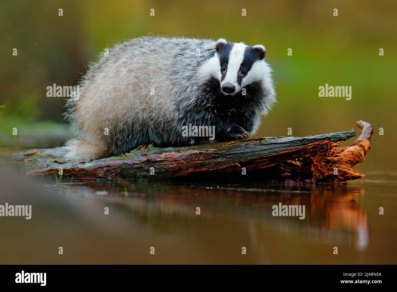 Badger in lake water, animal nature habitat, Germany, Europe. Wildlife ...