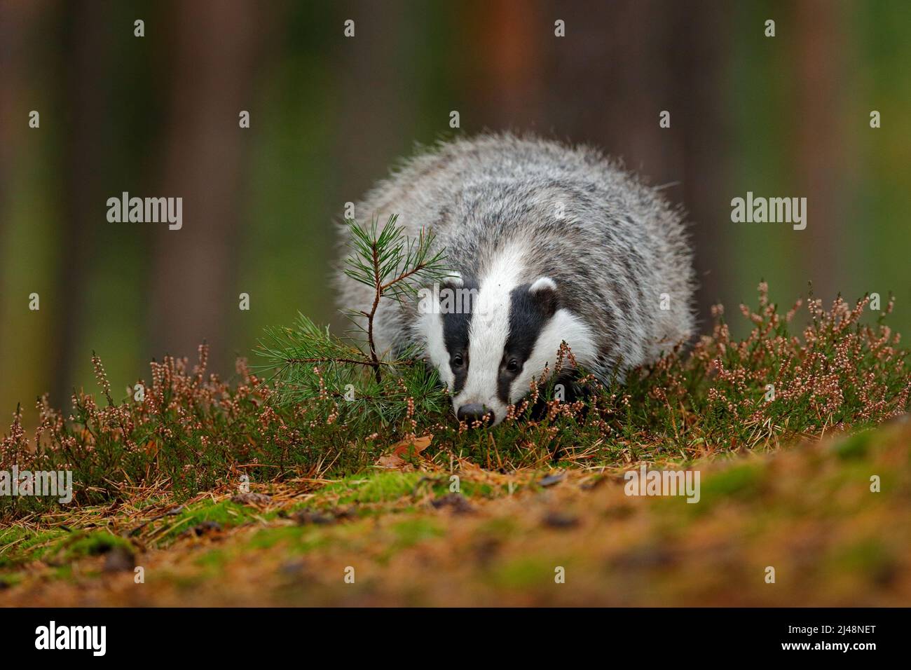 Wild Badger, Meles meles, animal in wood. European badger, autumn pine ...