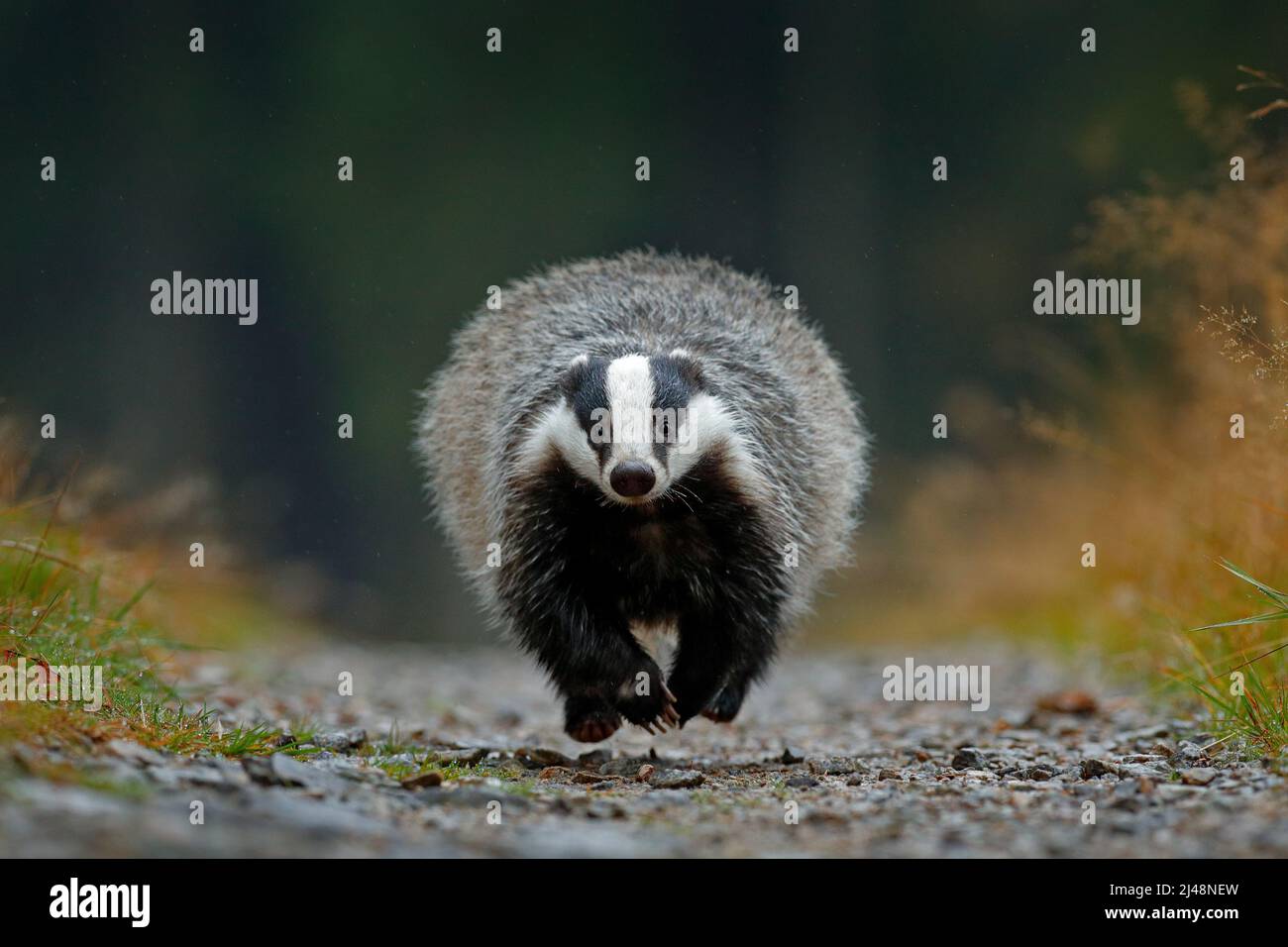 Flying mammal. Badger in forest, animal nature habitat, Germany, Europe ...