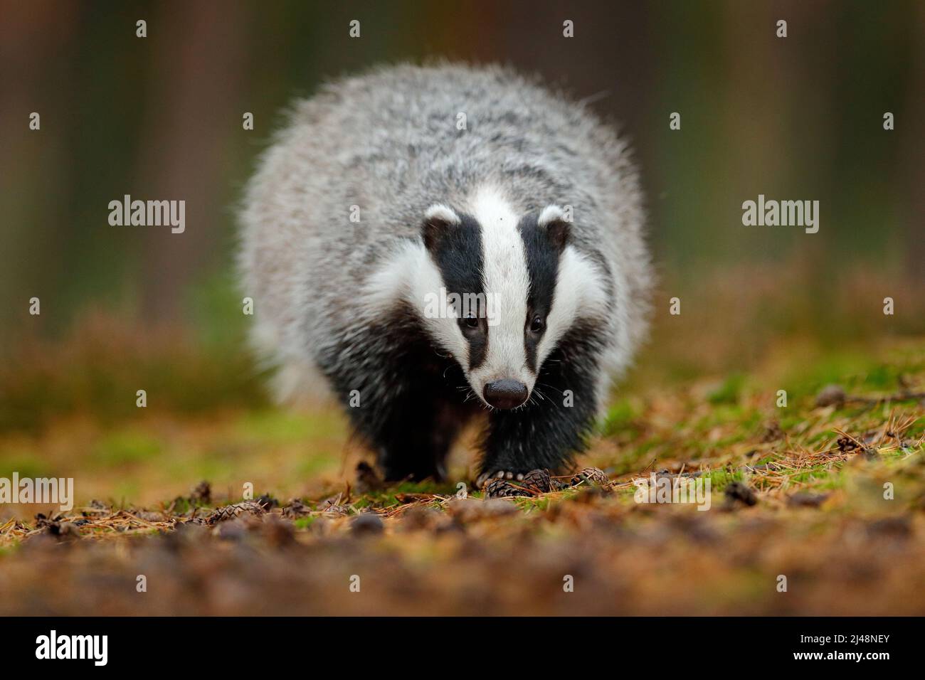 Badger running in forest, animal nature habitat, Germany, Europe ...