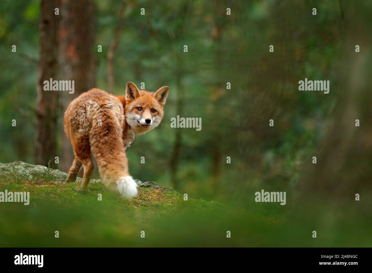 Fox in green forest. Cute Red Fox, Vulpes vulpes, at forest with ...