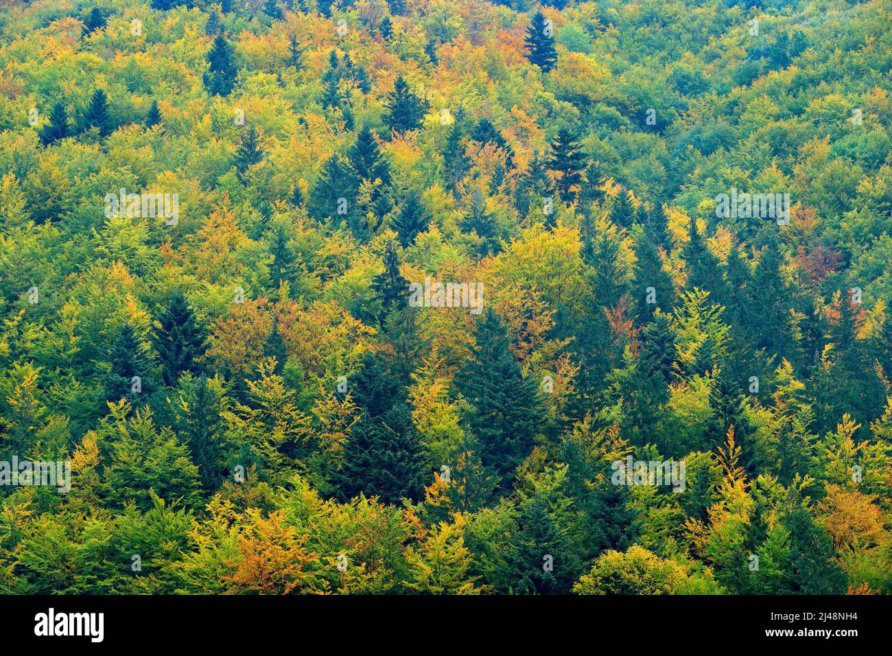 Yellow trees. Autumn forest, many trees in hills, orange oak, yellow ...