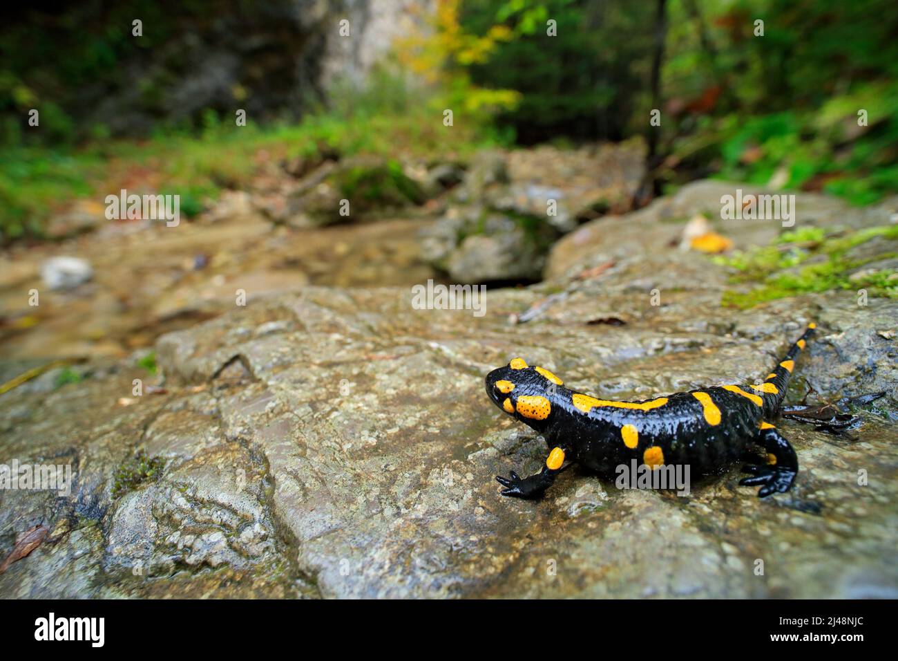 Salamander in nature forest habitat with river. Gorgeous Fire ...