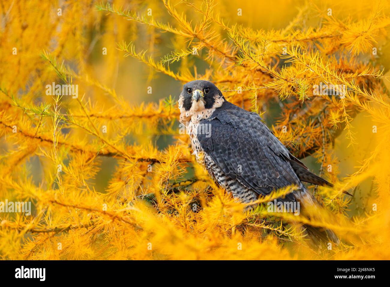 Peregrine Falcon in yellow autumn larch tree . Bird of prey Peregrine ...