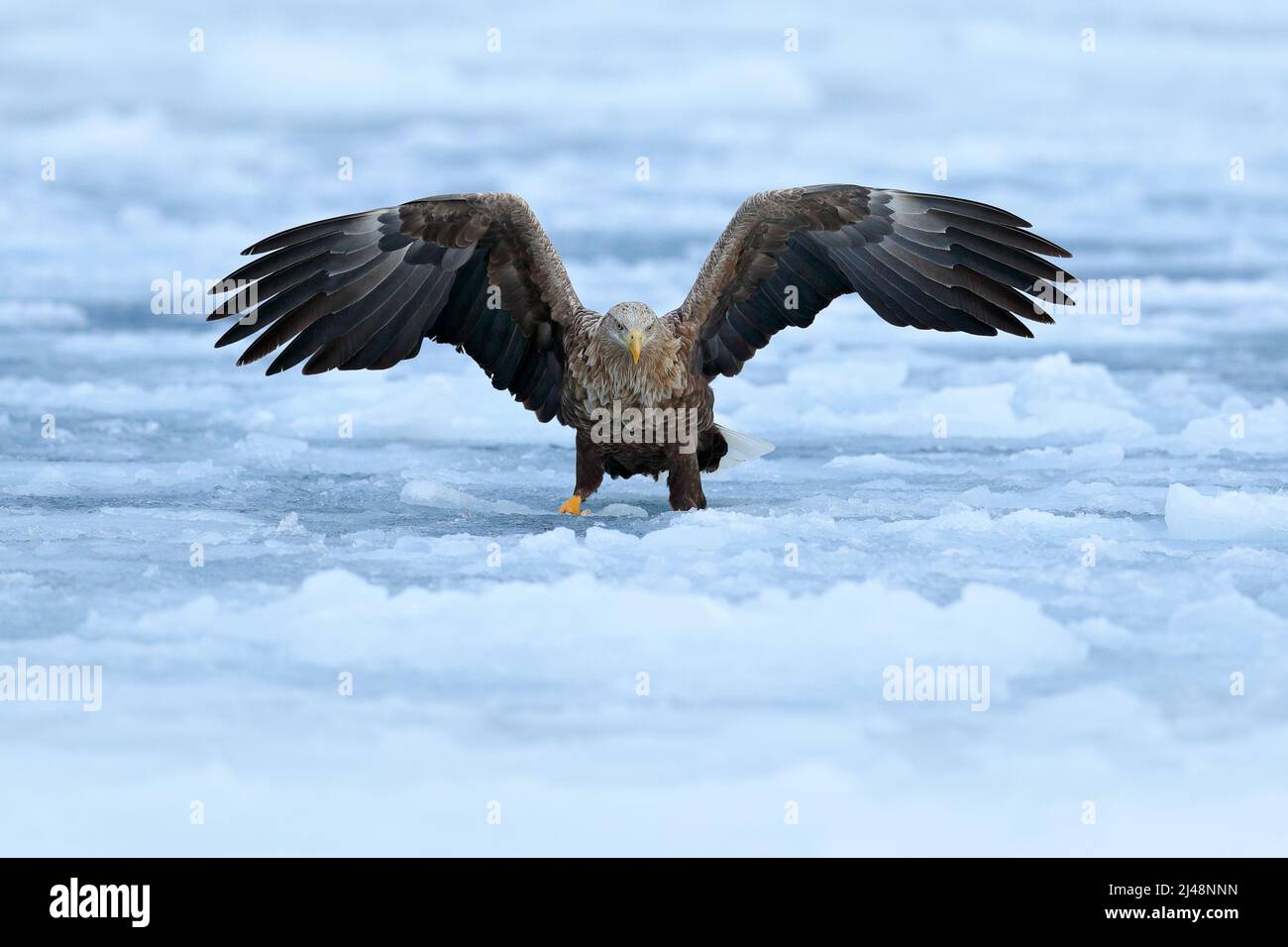 Flight White-tailed eagle, Haliaeetus albicilla, Hokkaido, Japan ...