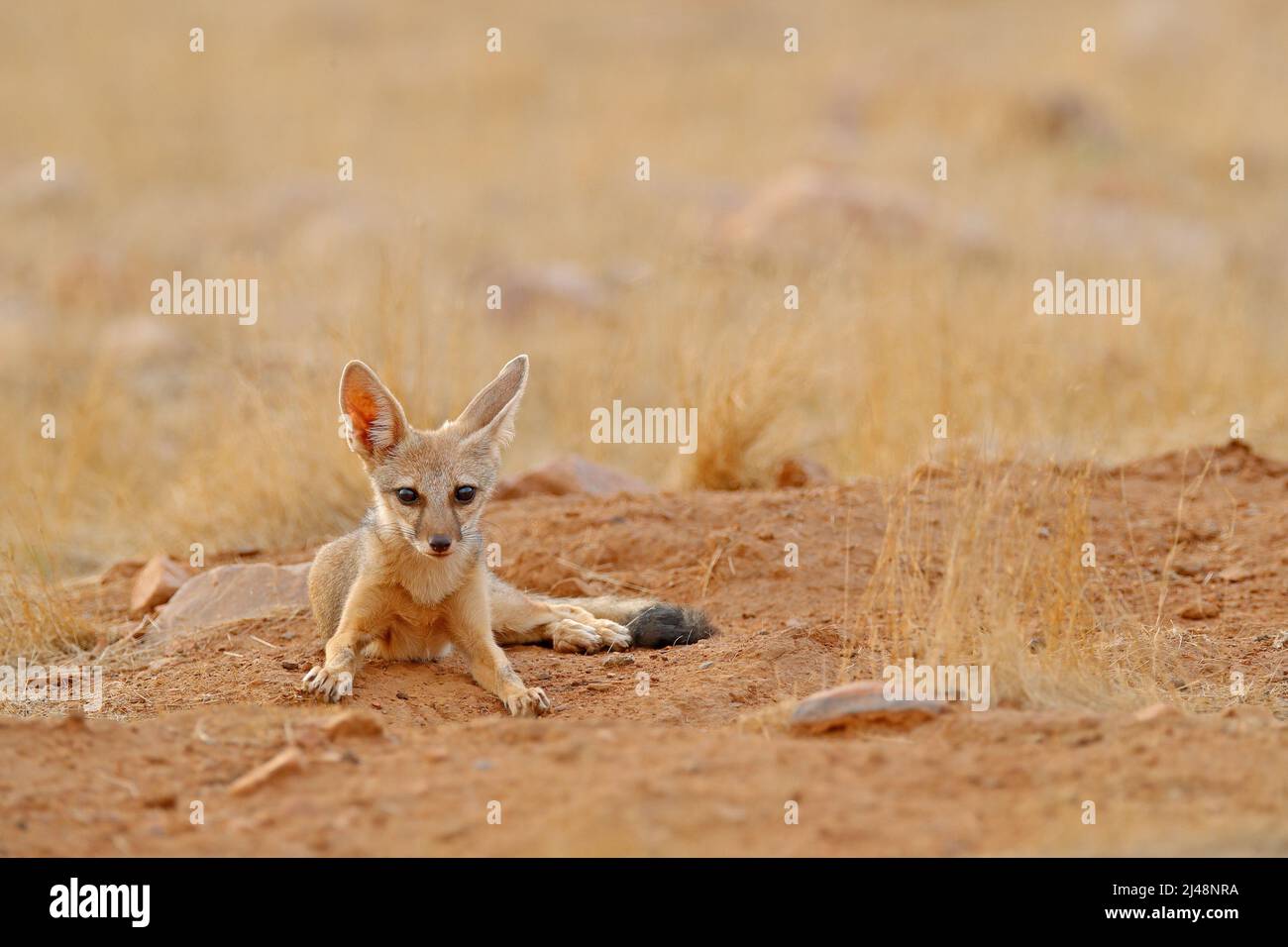 Indian Fox, Vulpes bengalensis, Ranthambore National Park, India. Wild ...