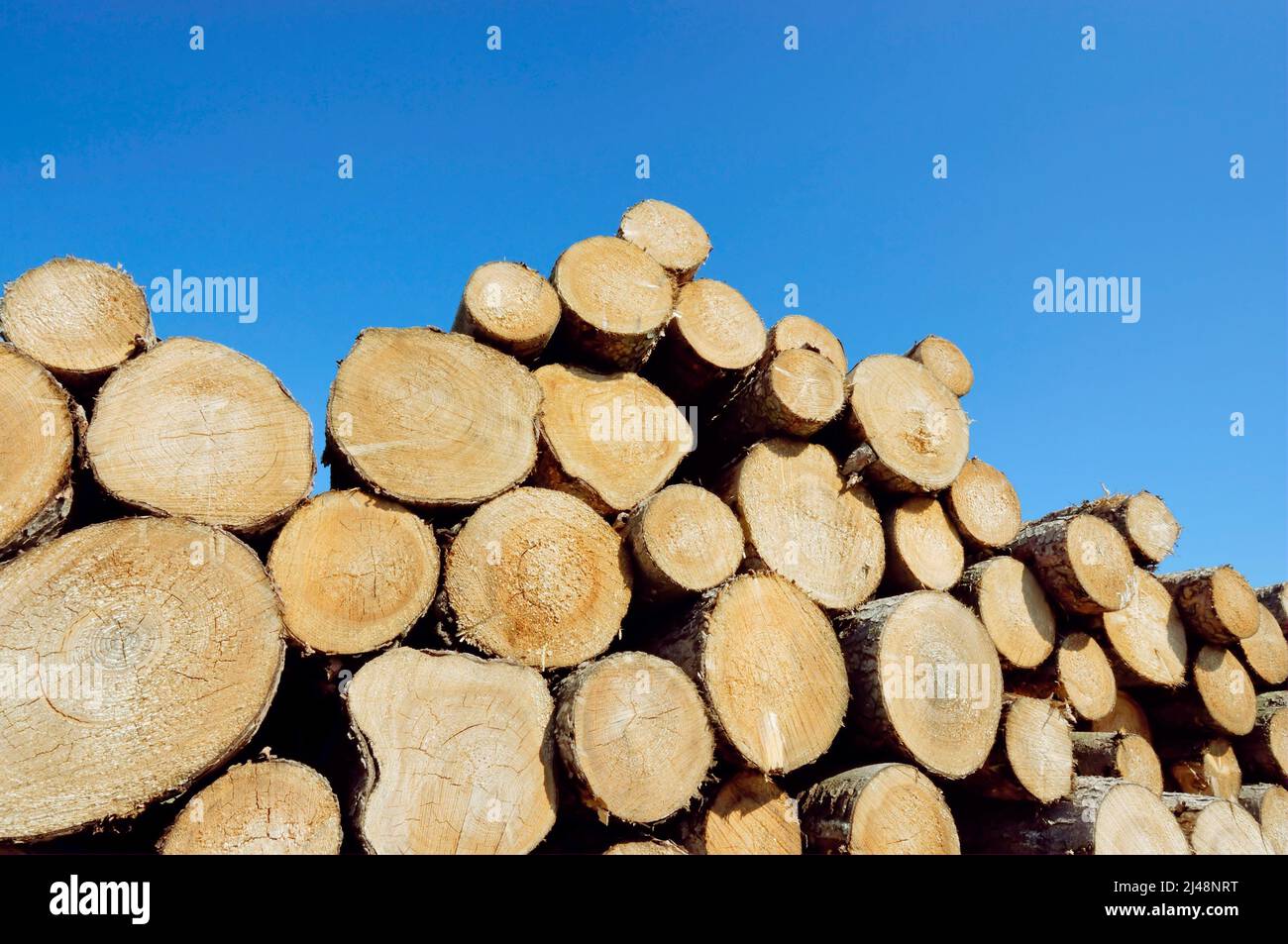 Timber stack with blue sky as background Stock Photo - Alamy