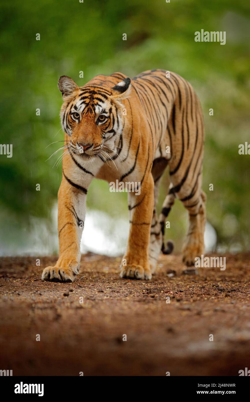 Tiger walking on the gravel road. Wildlife India. Indian tiger with ...