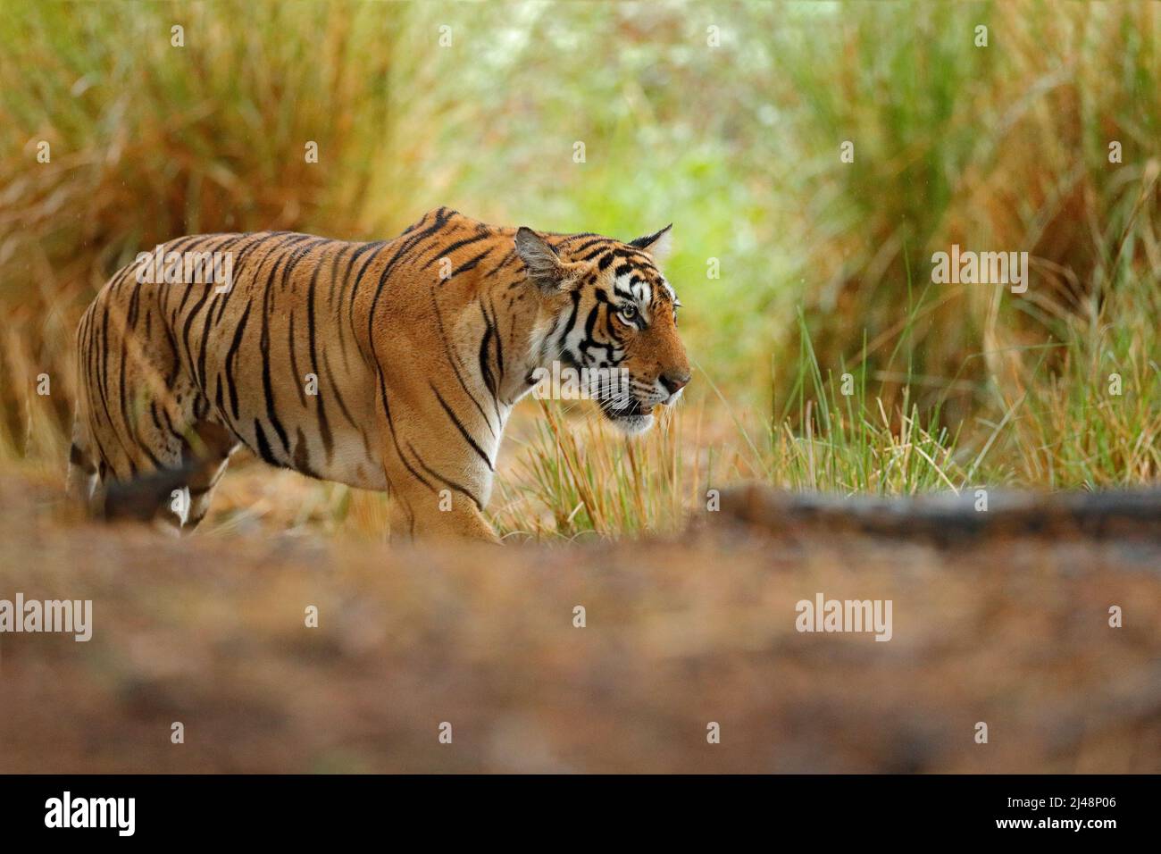 Big cat, endangered animal, nice fur coat. End of dry season, monsoon ...