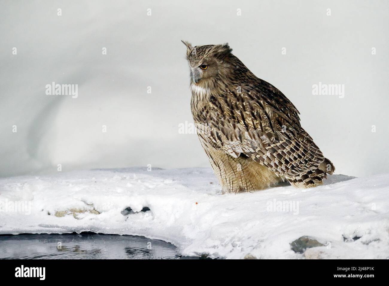Blakiston's fish owl, Bubo blakistoni, largest living species of owl ...