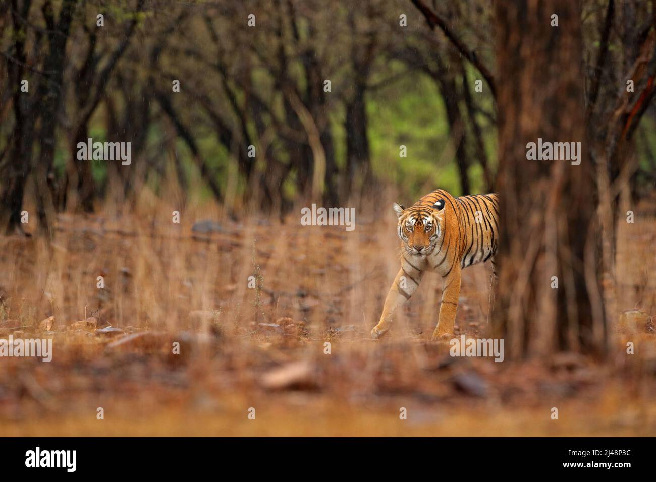 Indian tiger, wild danger animal in the nature habitat, Ranthambore ...