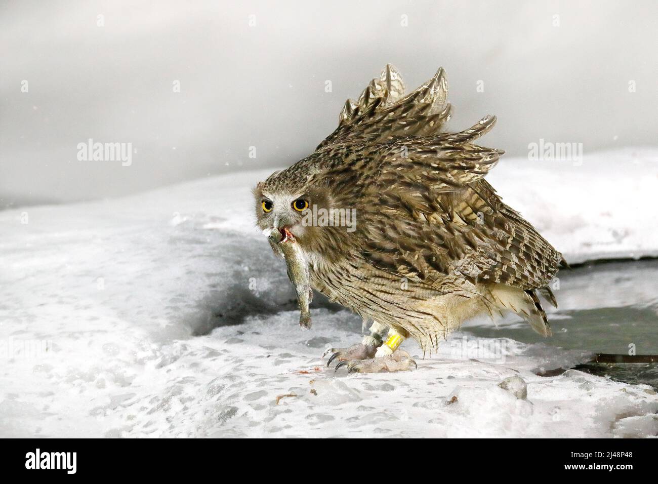 Blakiston's fish owl, catch fish in bill, largest living species of owl ...