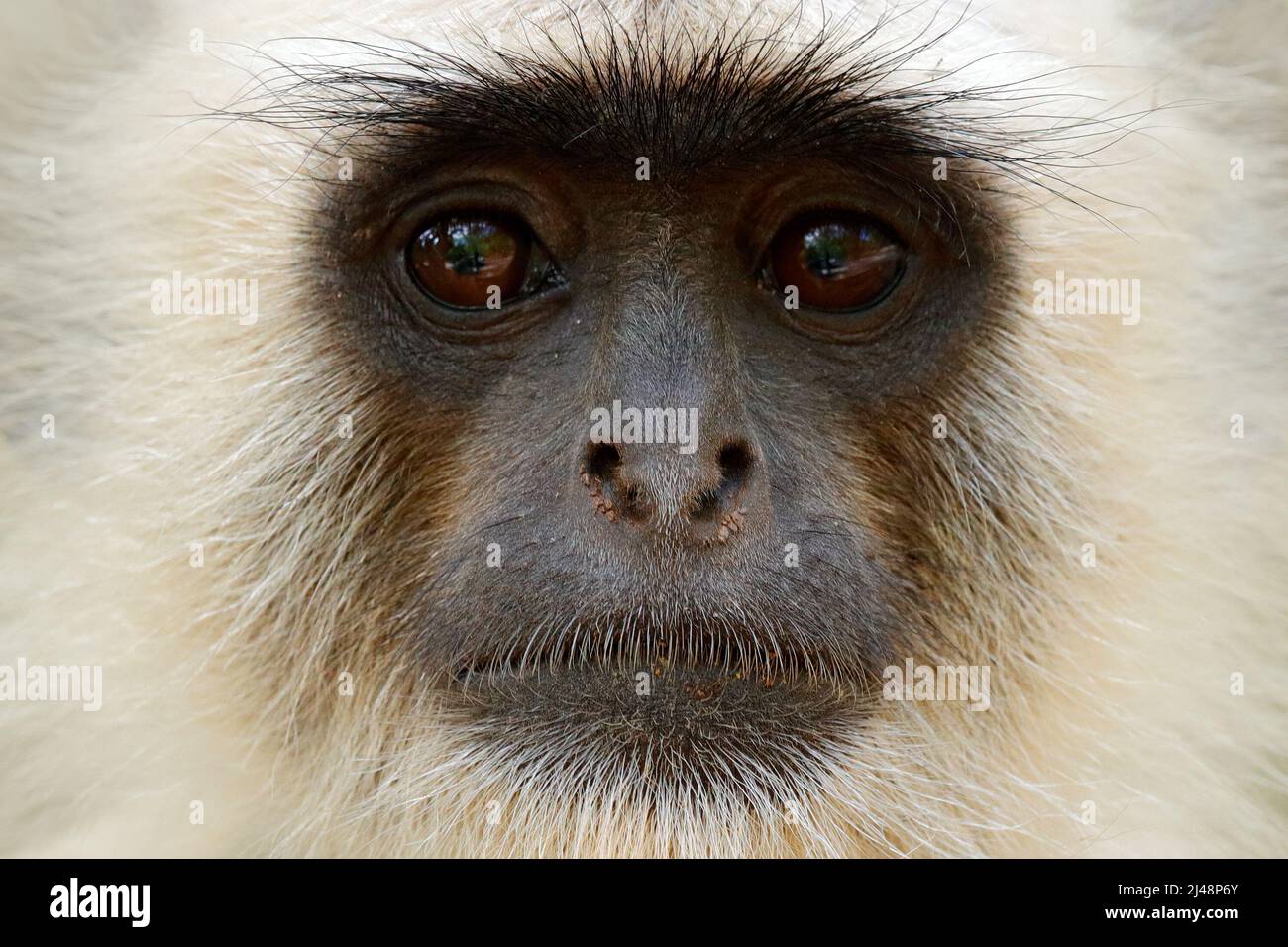 Monkey detail portrait. Common Langur, Semnopithecus entellus, portrait ...