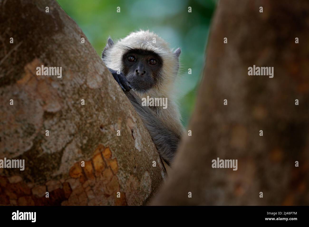 Langur monkey, Semnopithecus entellus, monkey sitting in tree, nature ...