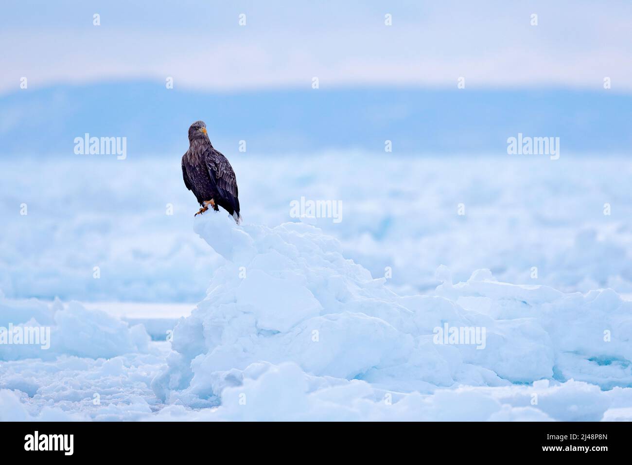 Bird in nature sea habitat, snow with ice. Winter scene with bird of ...