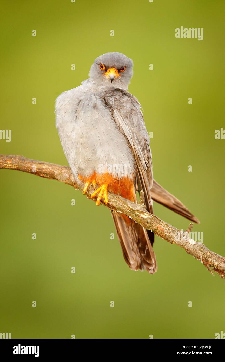 Badger in forest, animal nature habitat, Germany, Europe. Wildlife ...