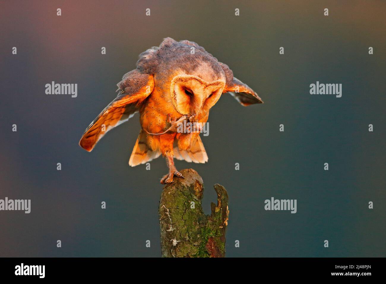 Barn owl with catch mouse. Bird in nice orange light. Autumn forest ...