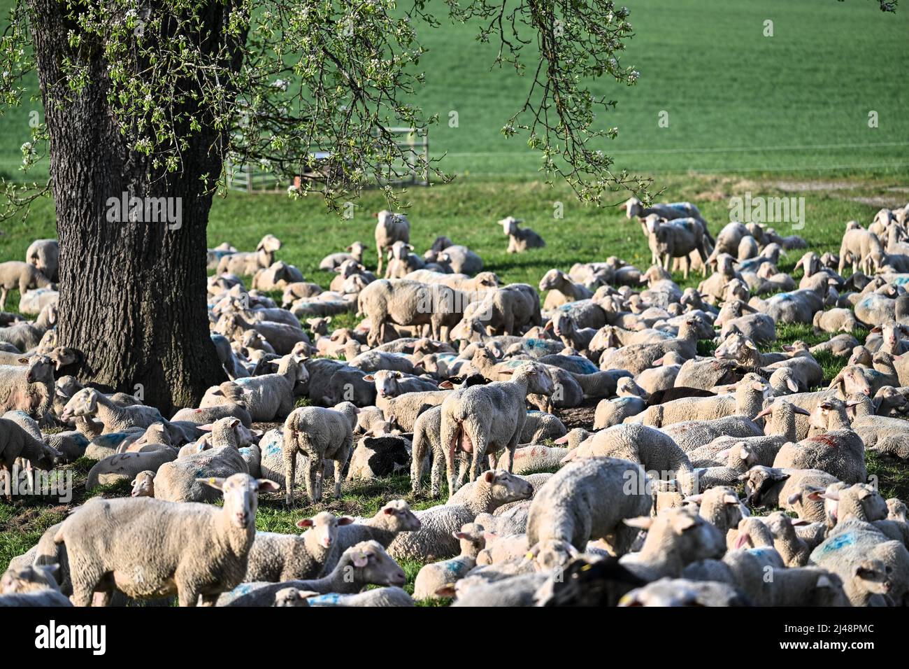 Salem, Germany. 29th Nov, 2019. A flock of sheep camps in a meadow by ...