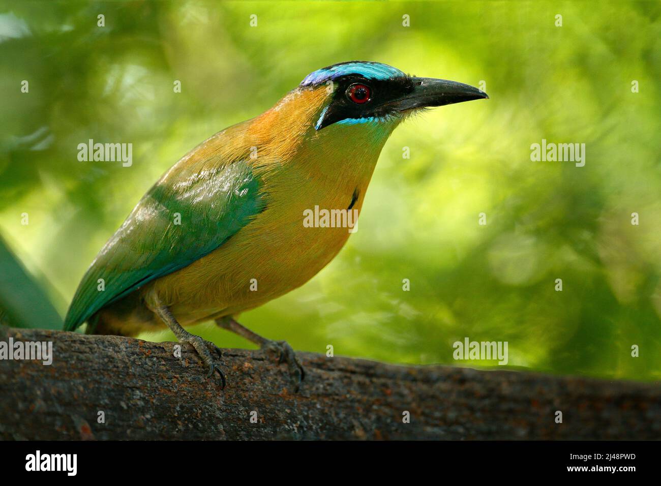 Blue-crowned Motmot, Momotus momota, portrait of nice big bird wild ...