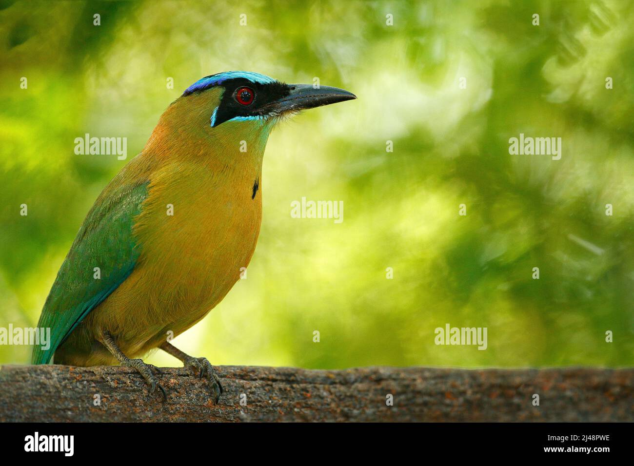 Bird, tropic nature. Blue-crowned Motmot, Momotus momota, portrait of ...